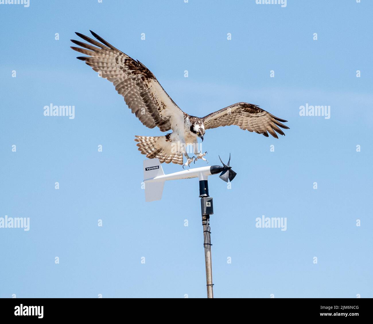 Osprey in Cape Cod Stock Photo - Alamy