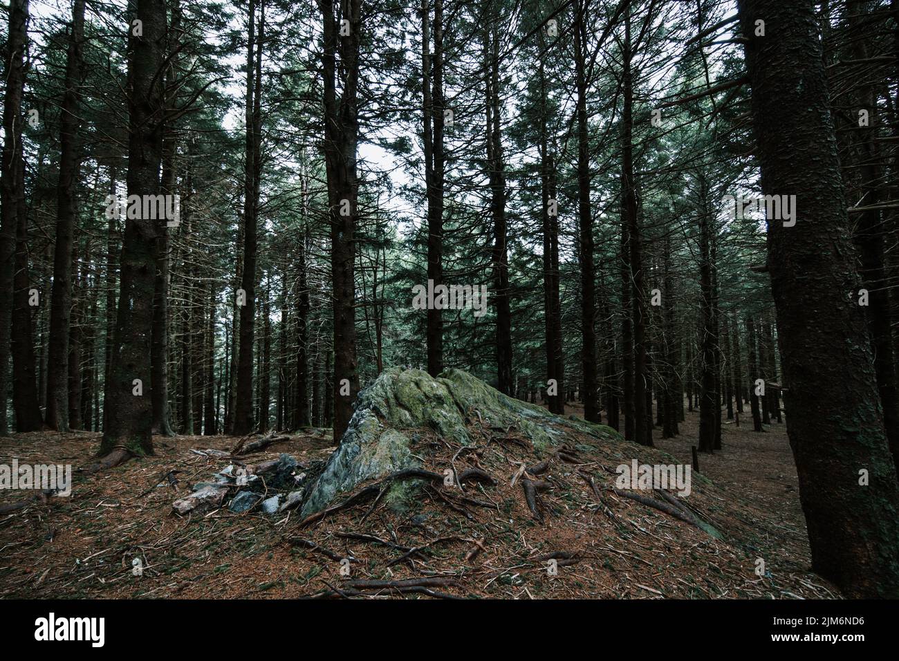 The forest of tall spruce trees on the background of sky Stock Photo ...