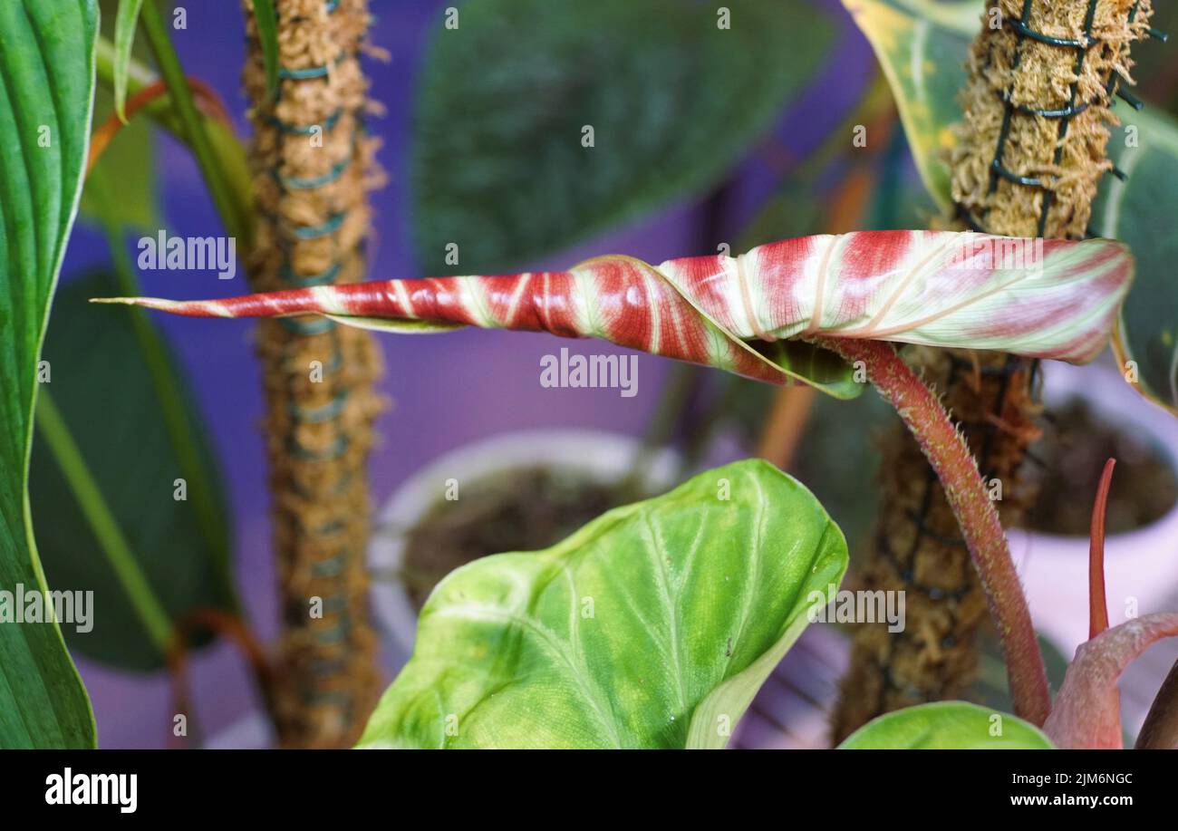 Unfurled leaf hi-res stock photography and images - Alamy