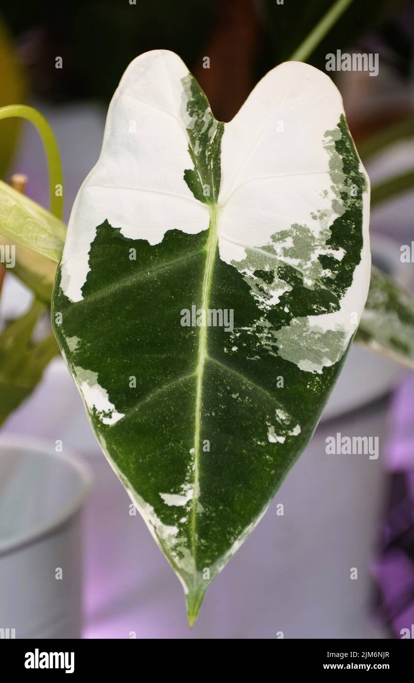 Stunning white and green marbled leaf of Alocasia Frydek variegated ...
