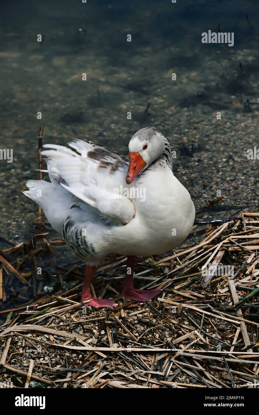 Red beaked duck hi-res stock photography and images - Alamy