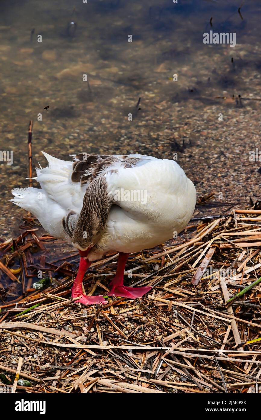 Red beaked duck hi-res stock photography and images - Alamy