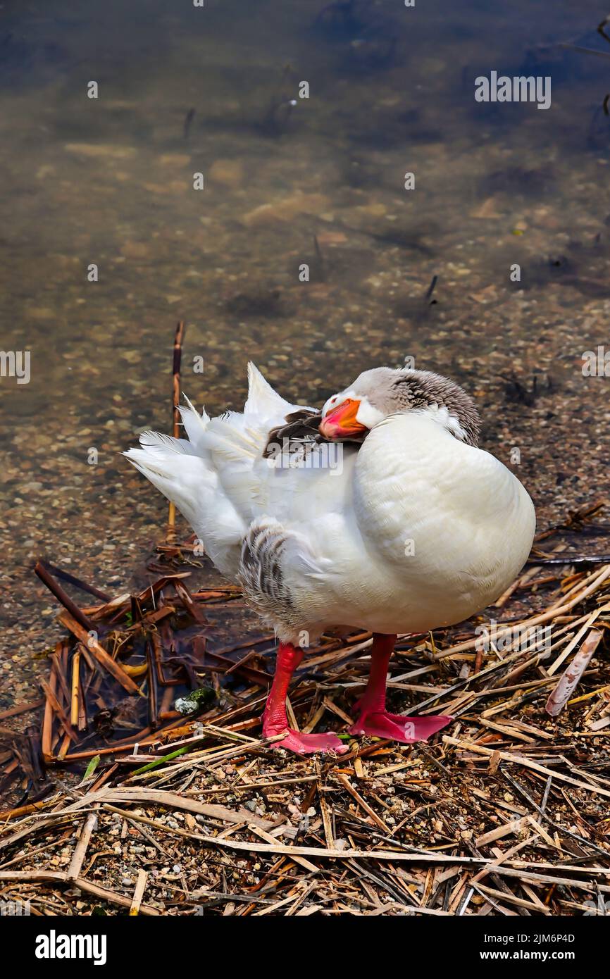 Red beaked duck hi-res stock photography and images - Alamy