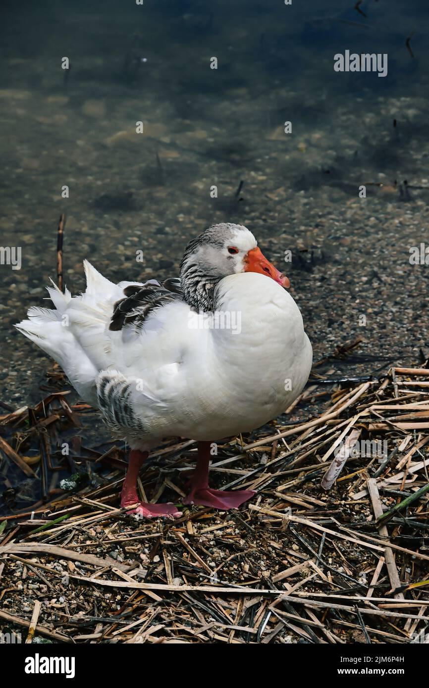 Red beaked duck hi-res stock photography and images - Alamy