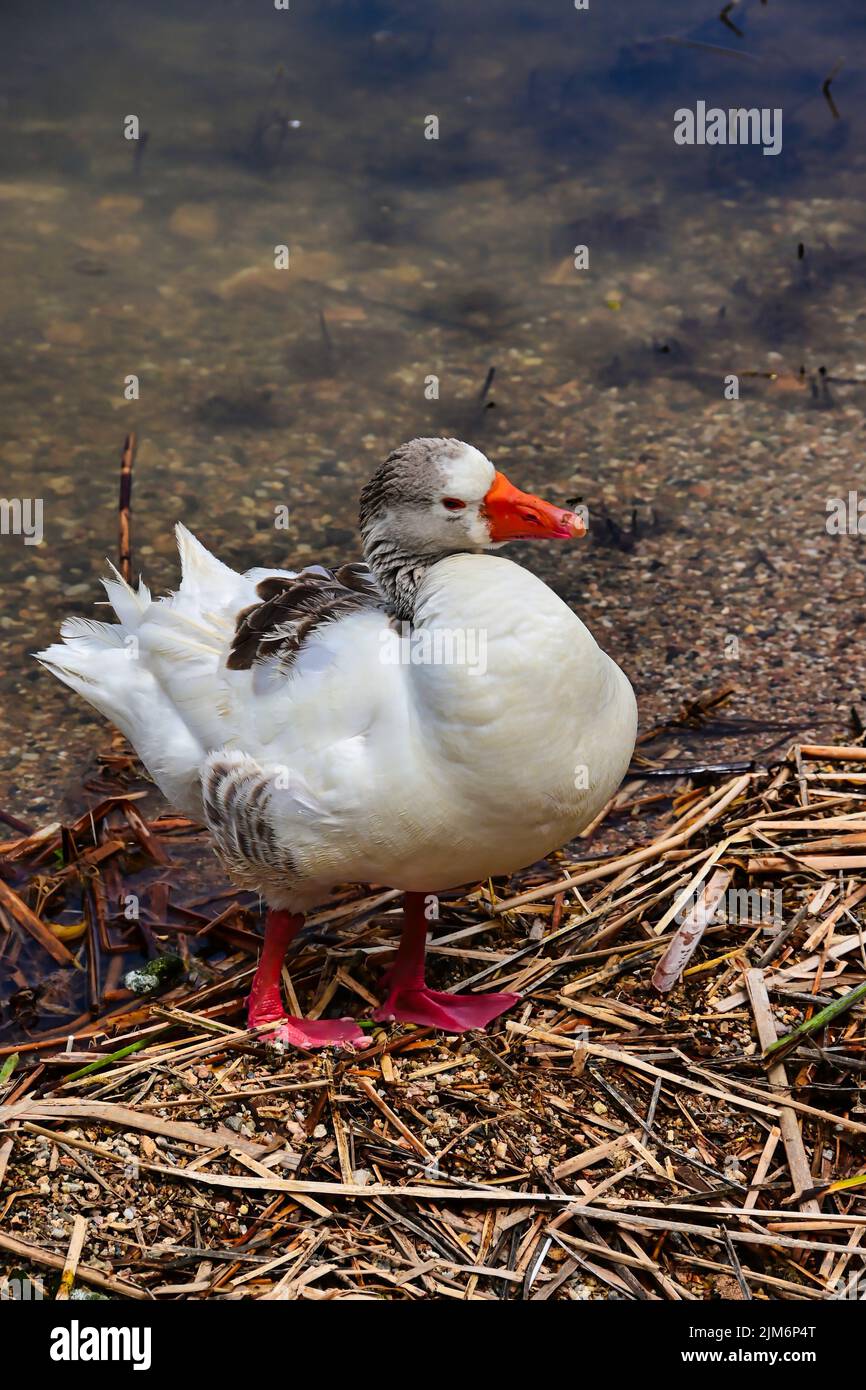 Red beaked duck hi-res stock photography and images - Alamy