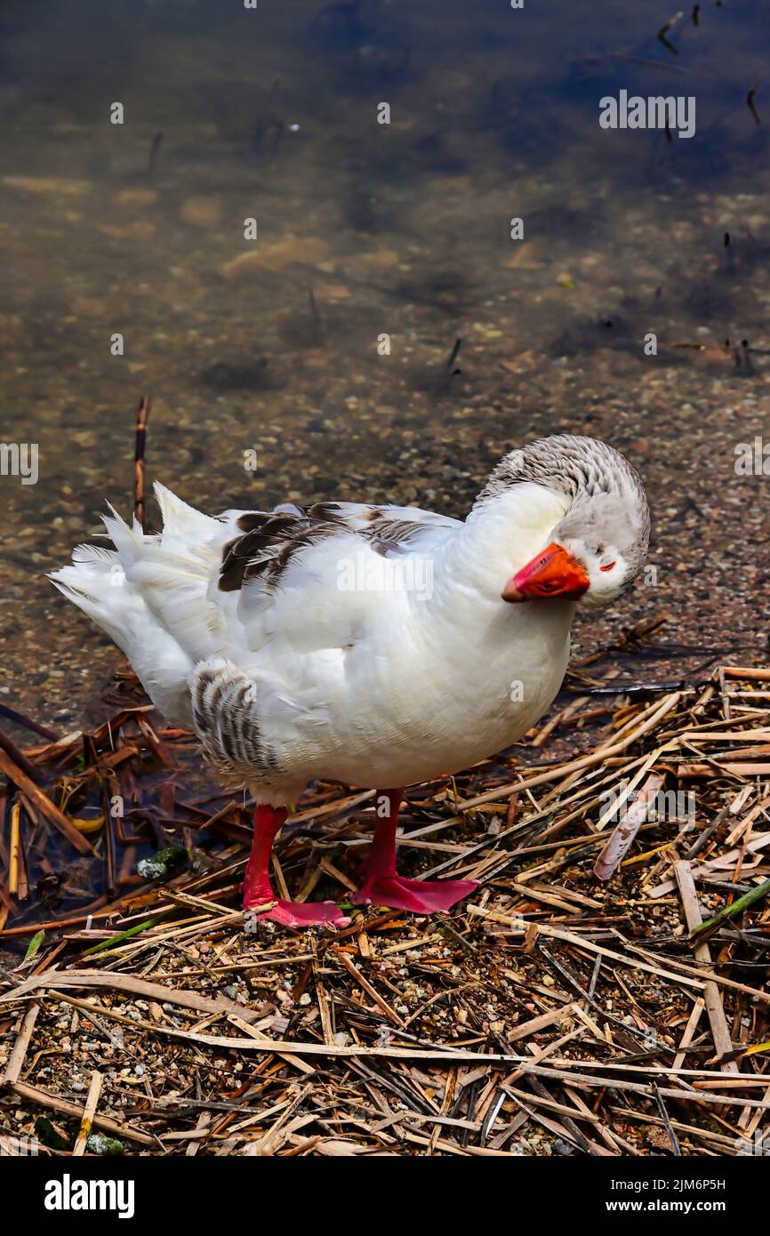 Red beaked duck hi-res stock photography and images - Alamy