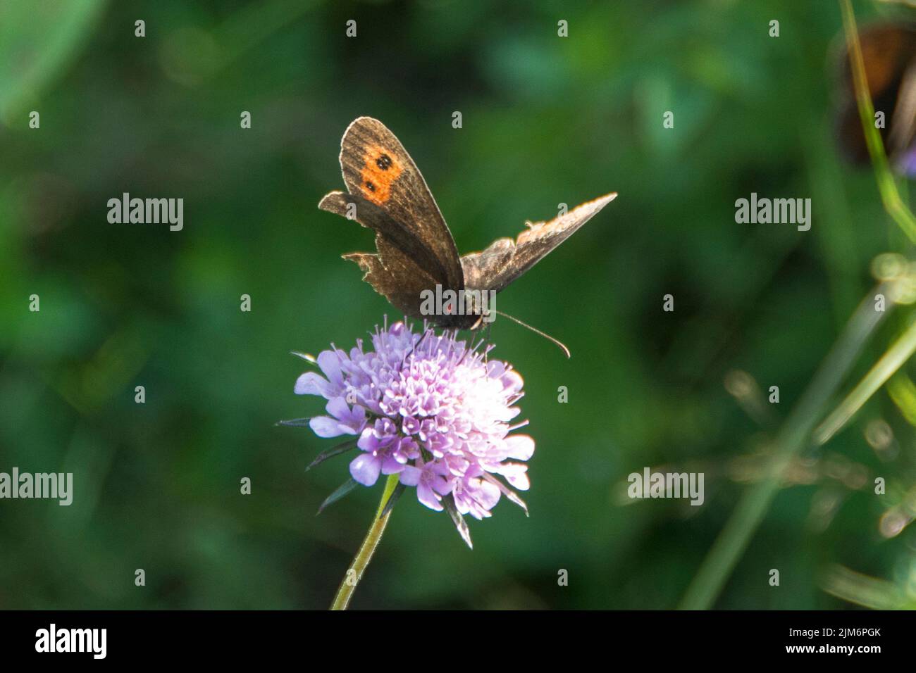 Beautiful butterfly, Erebia aethiops (Scotch argus), Mountain Rtanj in ...