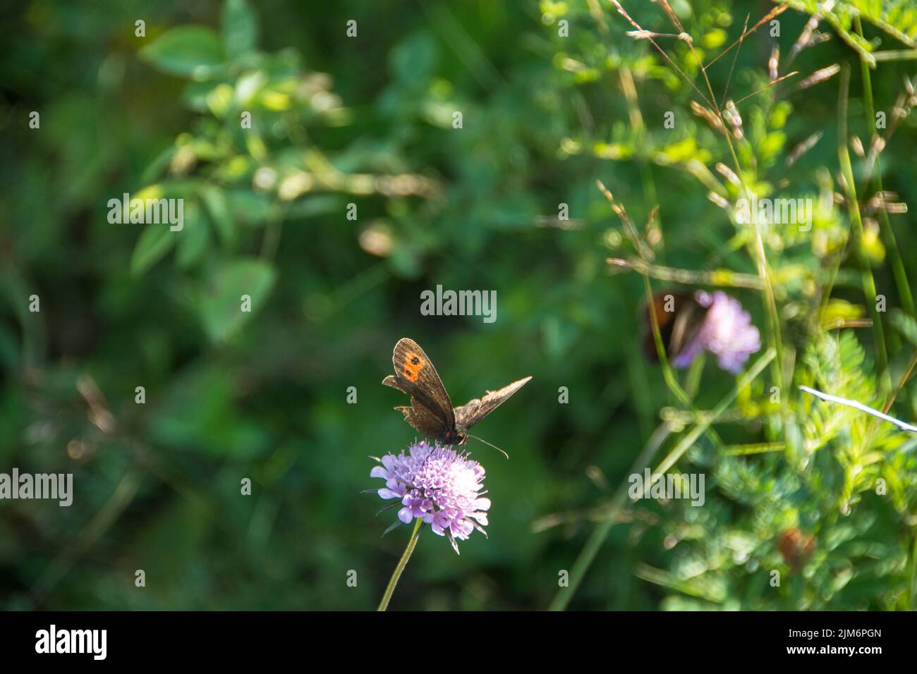 Beautiful butterfly, Erebia aethiops (Scotch argus), Mountain Rtanj in ...