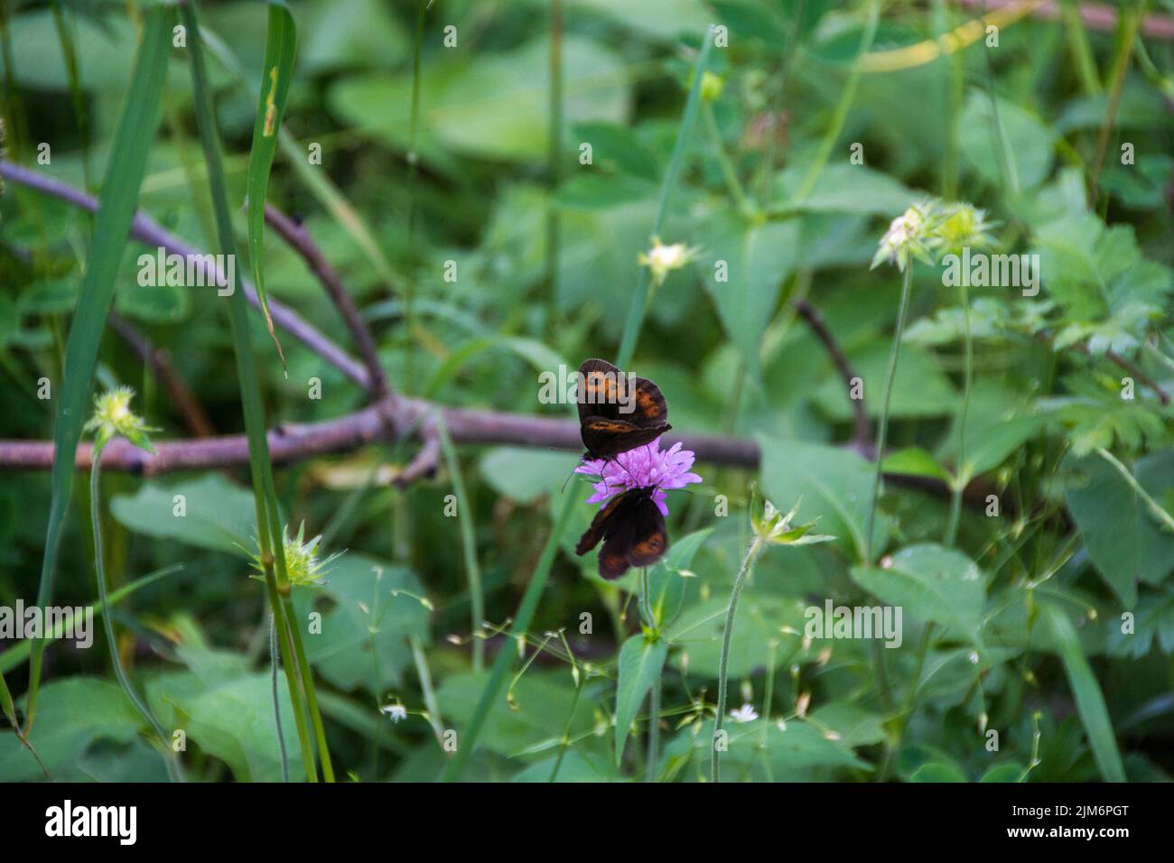 Beautiful butterfly, Erebia aethiops (Scotch argus), Mountain Rtanj in ...