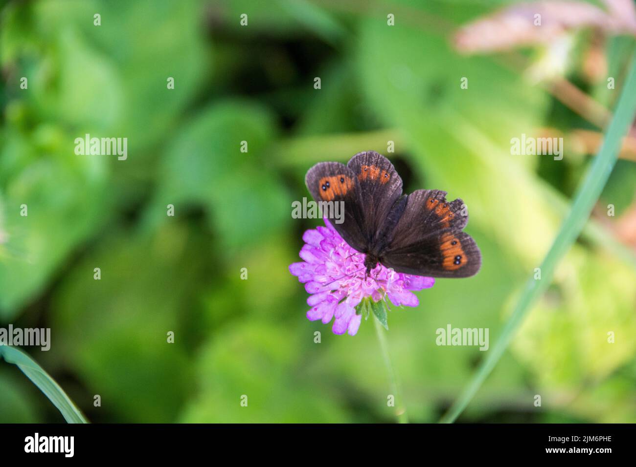 Beautiful butterfly, Erebia aethiops (Scotch argus), Mountain Rtanj in ...