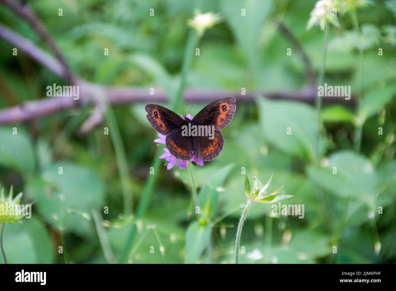 Beautiful butterfly, Erebia aethiops (Scotch argus), Mountain Rtanj in ...