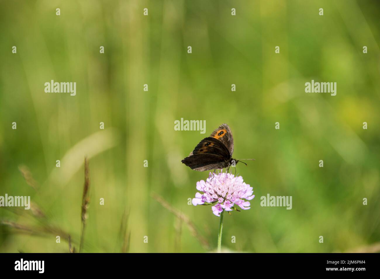 Beautiful butterfly, Erebia aethiops (Scotch argus), Mountain Rtanj in ...