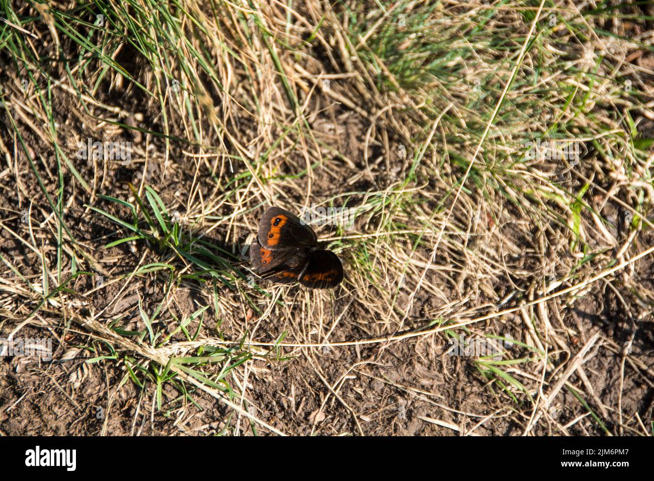Beautiful butterfly, Erebia aethiops (Scotch argus), Mountain Rtanj in ...