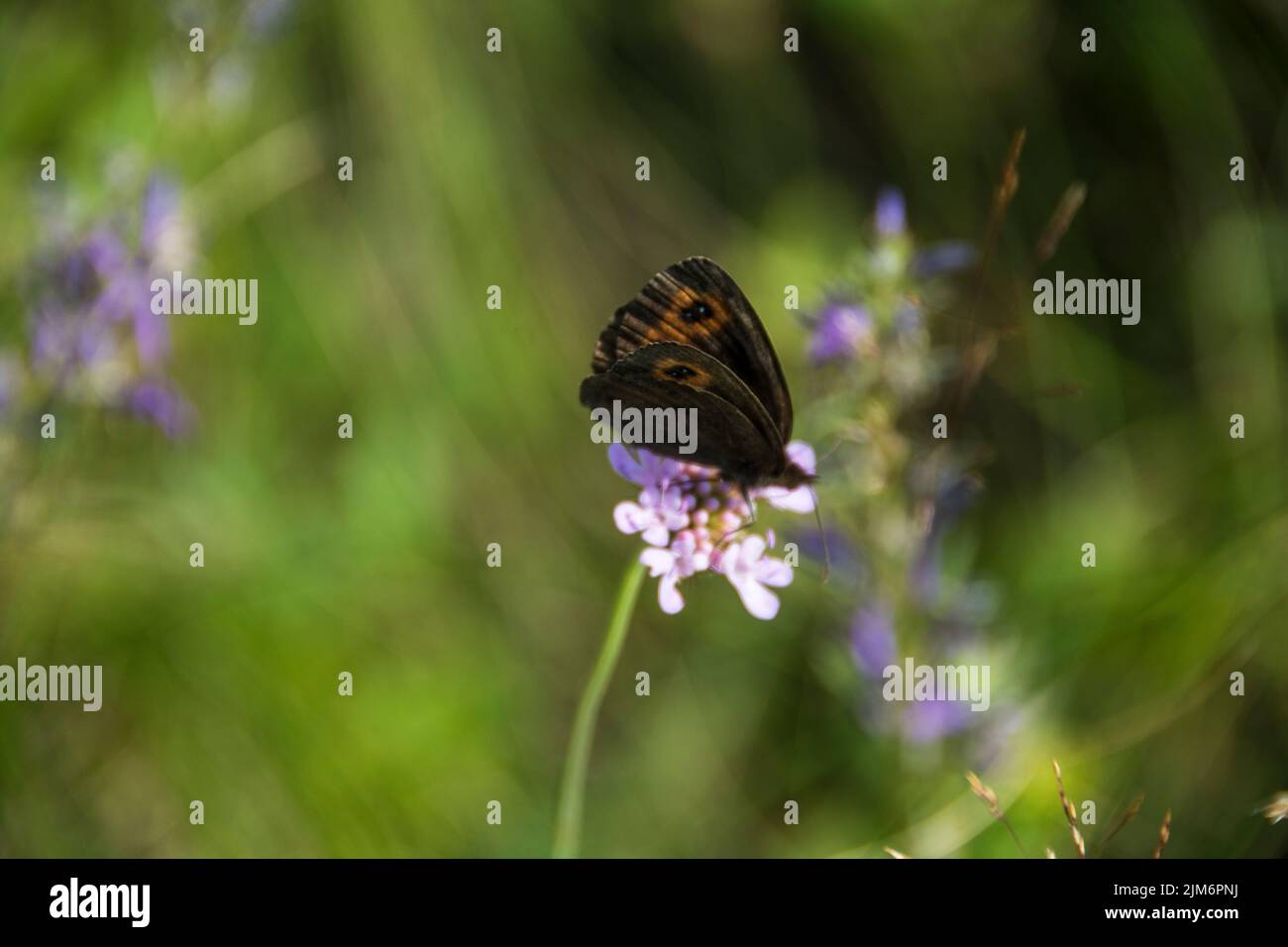 Beautiful butterfly, Erebia aethiops (Scotch argus), Mountain Rtanj in ...