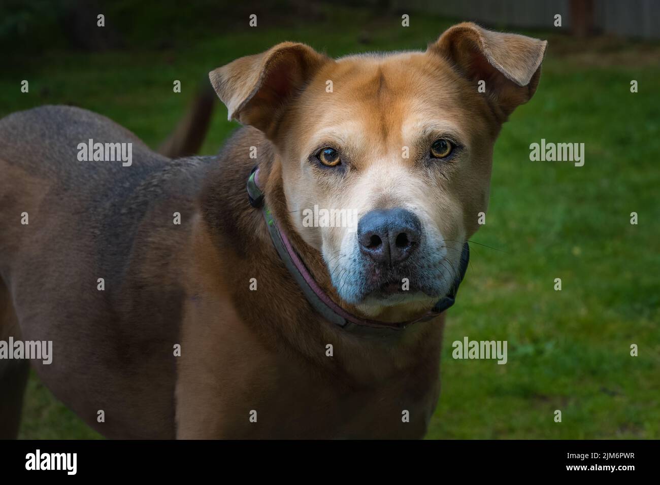 A PITBULL SHEPARD MIX WITH BEAUTIFUL EYES LOOKING DIRECTLY INTO THE ...
