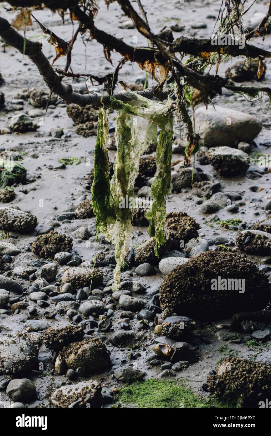 seaweed, moss, lichen hanging down from tree branches on gray rocky ...