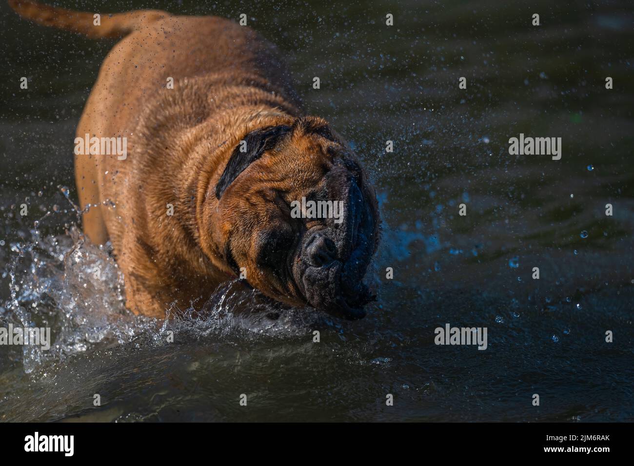 A BULLMASTIFF SHAKING ITS HEAD IN A LAKE THROWING WATER ALL AROUND ...