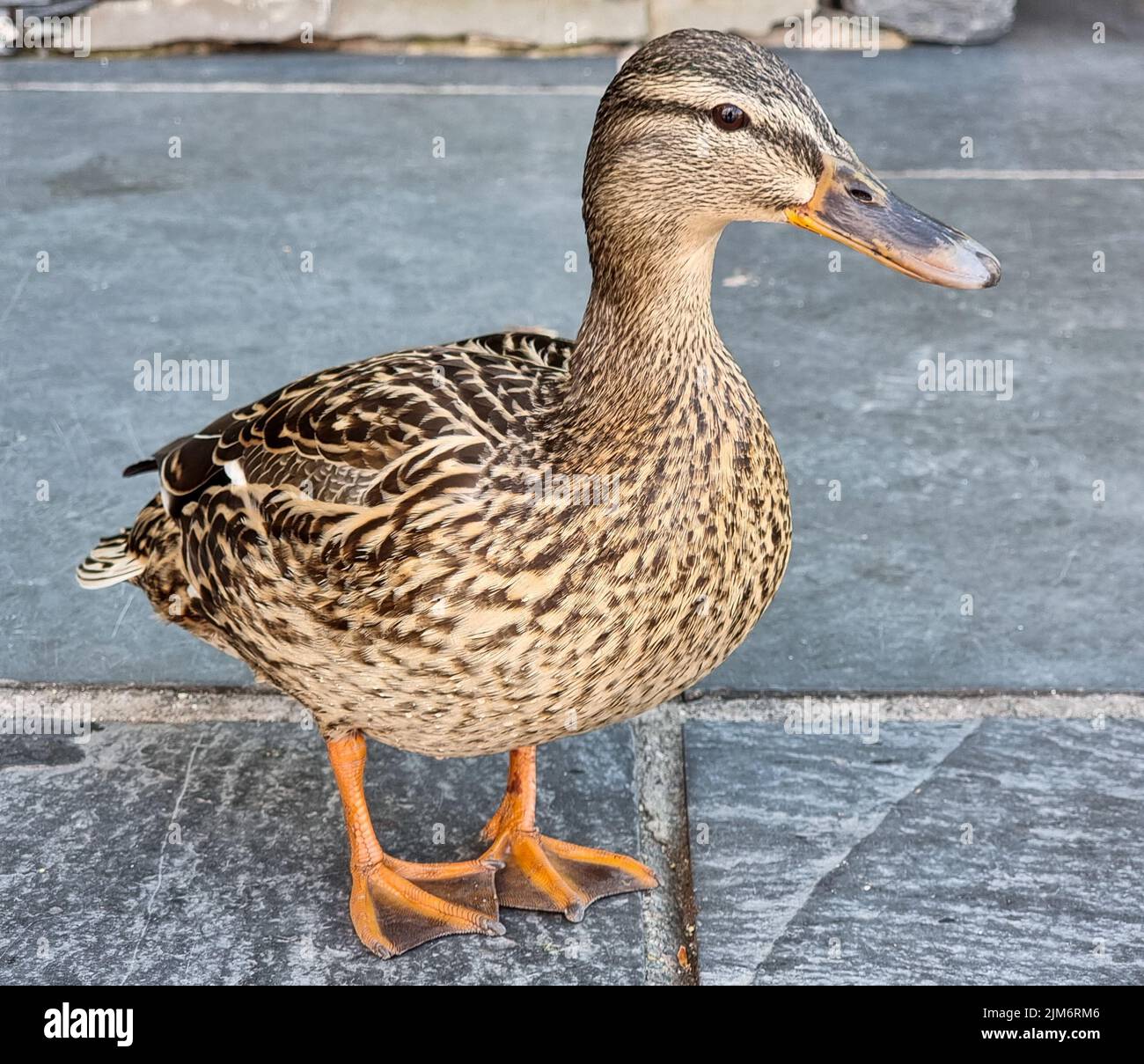 Female duck stands hi-res stock photography and images - Alamy