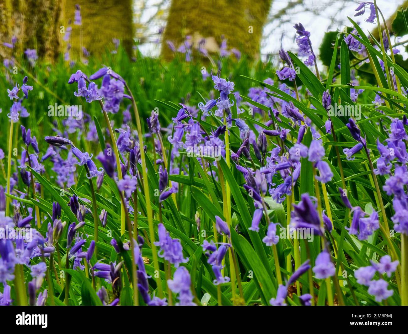 Blue bells in english hi-res stock photography and images - Alamy