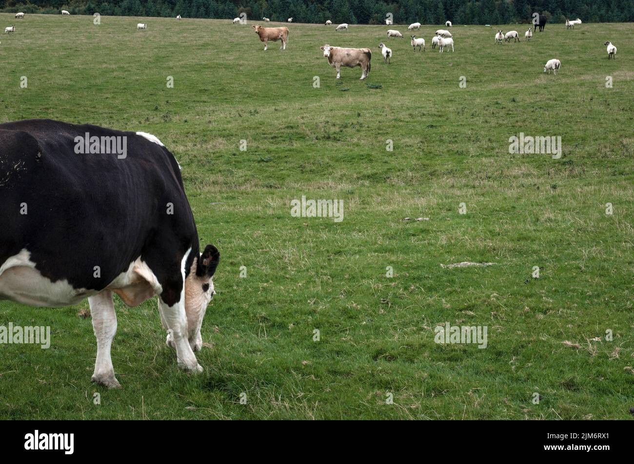 Mixed grazing in large field in the Welsh hills Stock Photo - Alamy