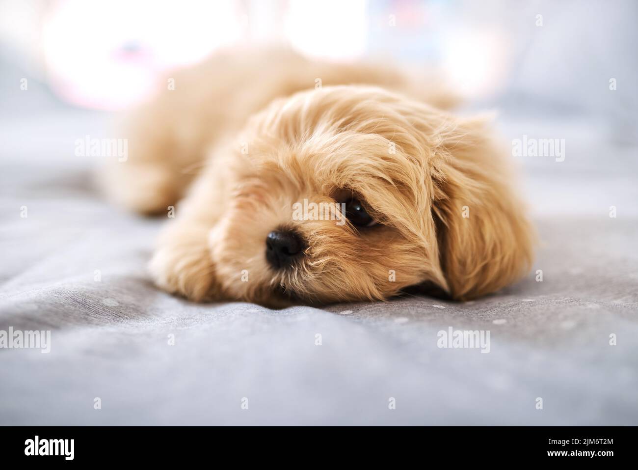 Happiness is a warm puppy. an adorable dog resting on a bed at home ...