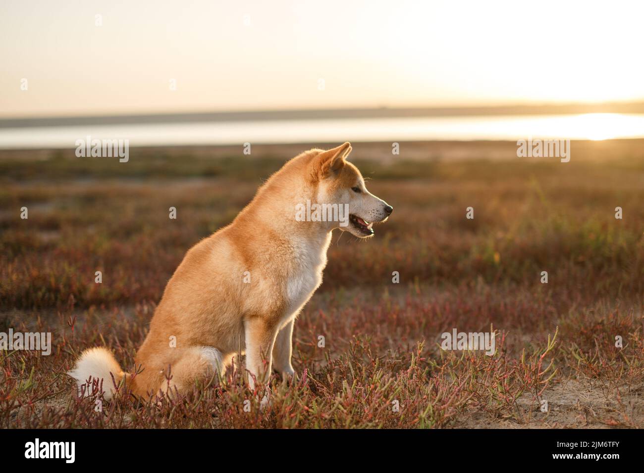 Shiba inu red dog sitting outdoors in sunset rays of light Stock Photo ...