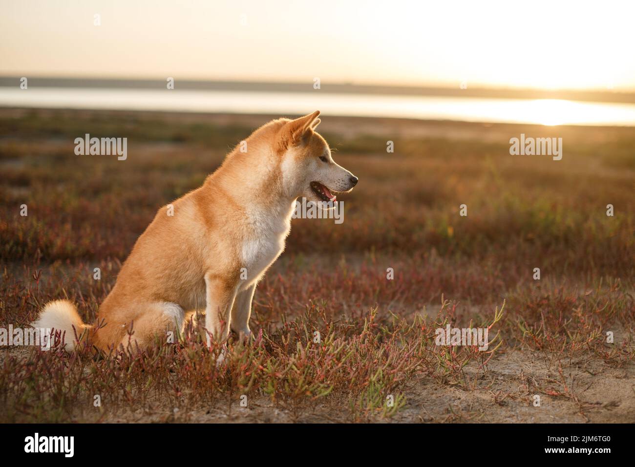 Shiba inu red dog sitting outdoors in sunset rays of light Stock Photo ...