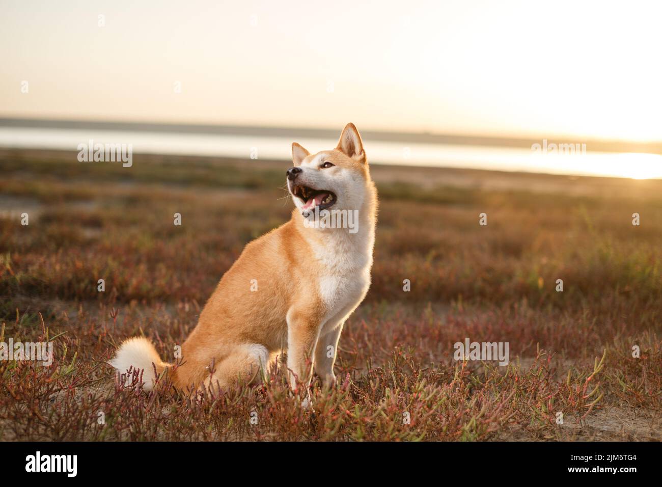 Shiba inu red dog sitting outdoors in sunset rays of light Stock Photo ...