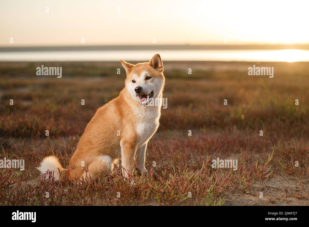 Shiba inu red dog sitting outdoors in sunset rays of light Stock Photo ...