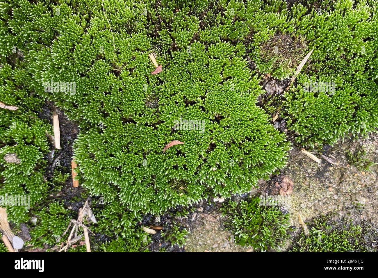 A closeup of moss also known as the Bryophyta plant growing in between ...