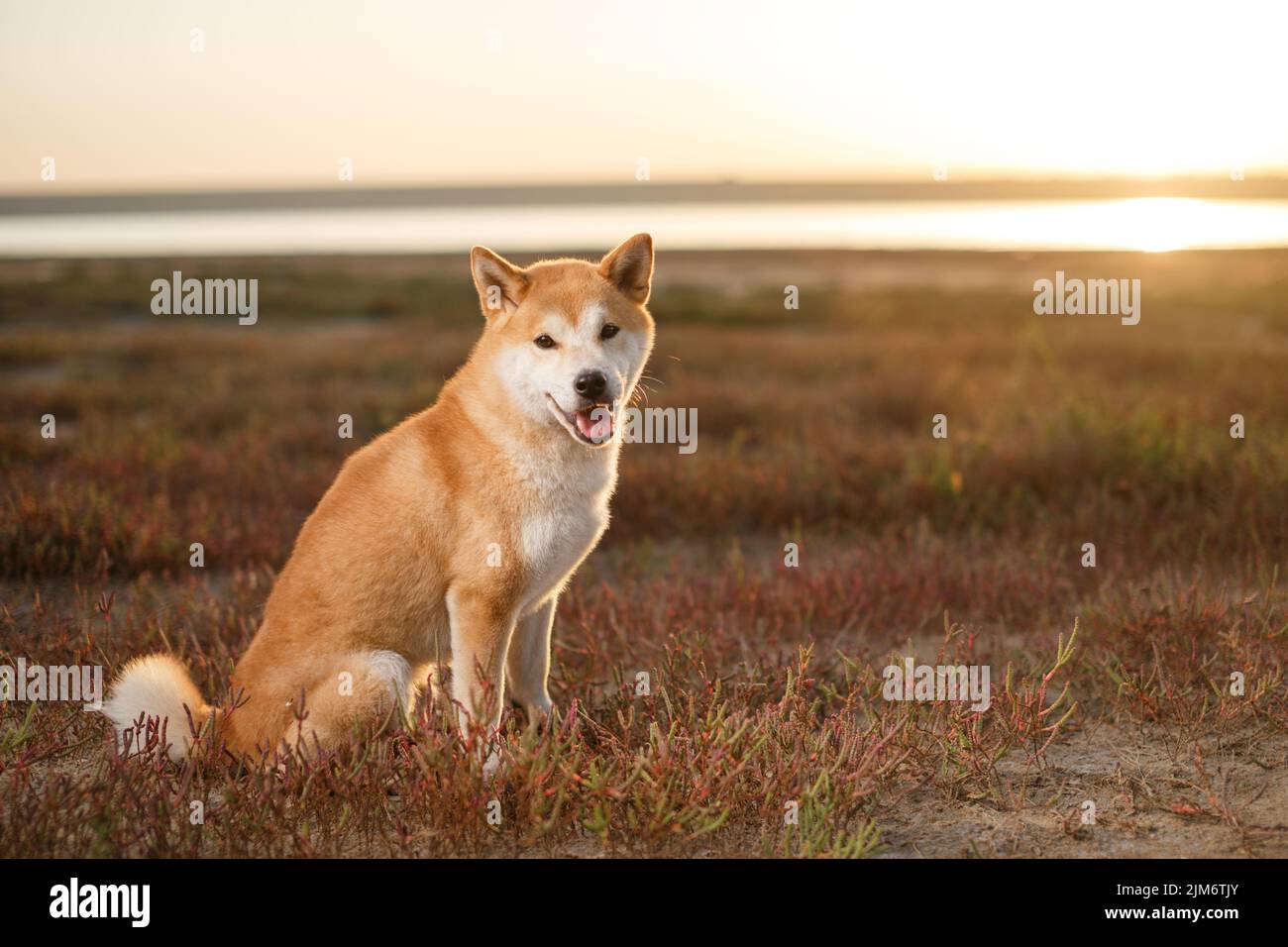 Shiba inu red dog sitting outdoors in sunset rays of light Stock Photo ...