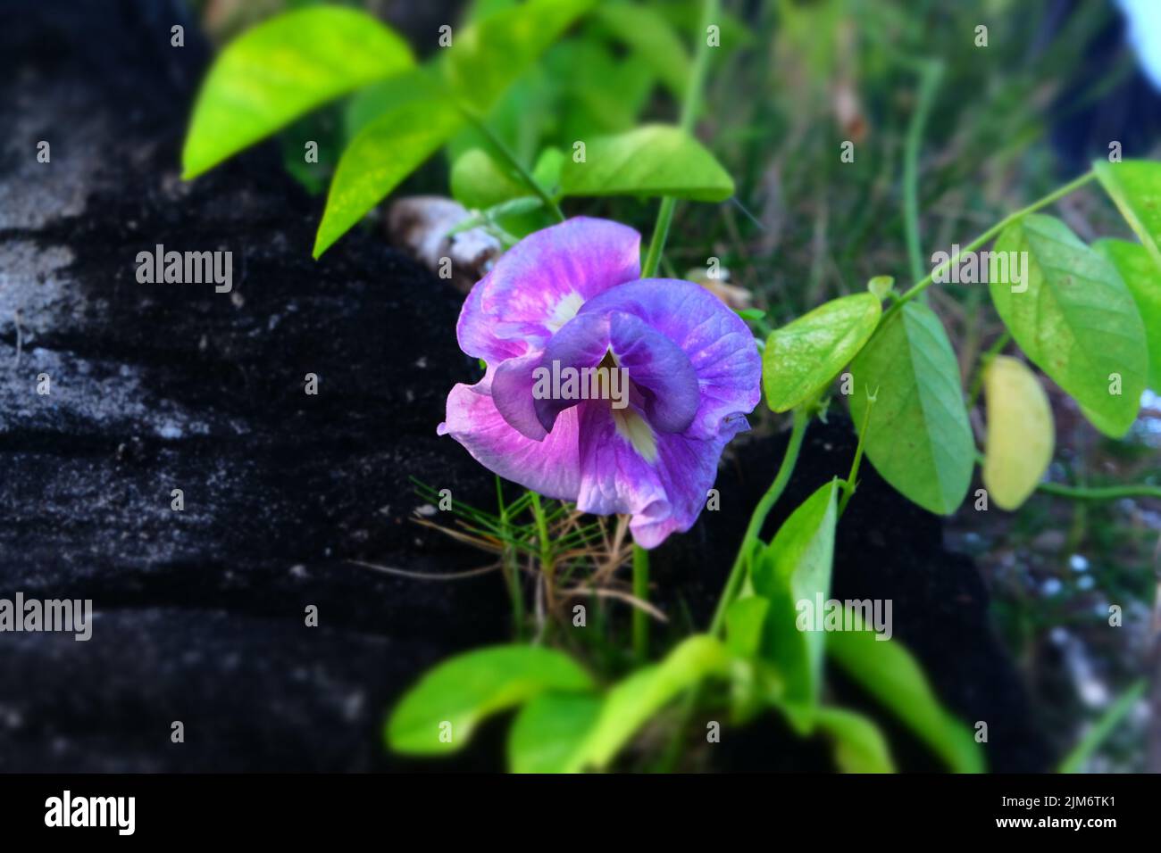 A closeup of a soft purple Asian Pigeonwings flower growing in a garden ...