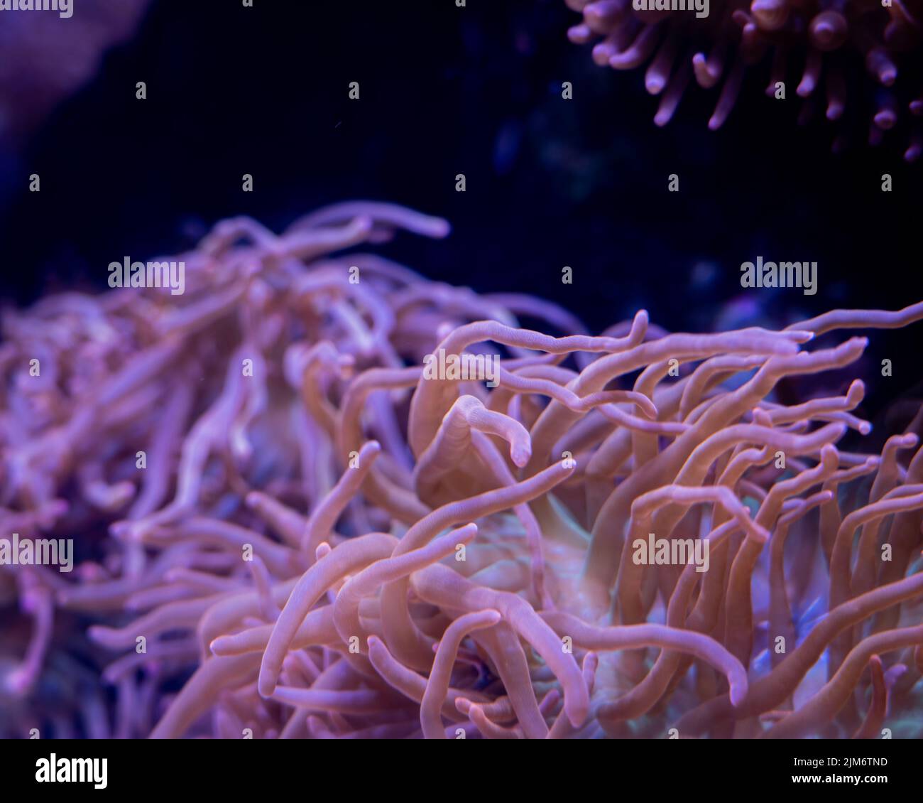 A closeup of beautiful Condylactis gigantea growing in the ocean on a ...