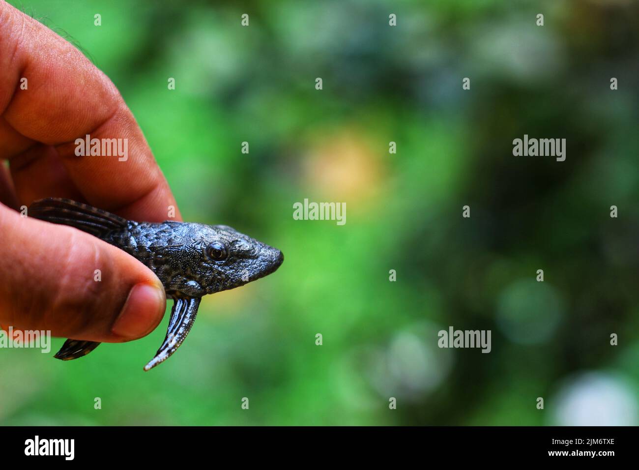 A closeup shot of a hand holding a black snake head with its fangs out ...