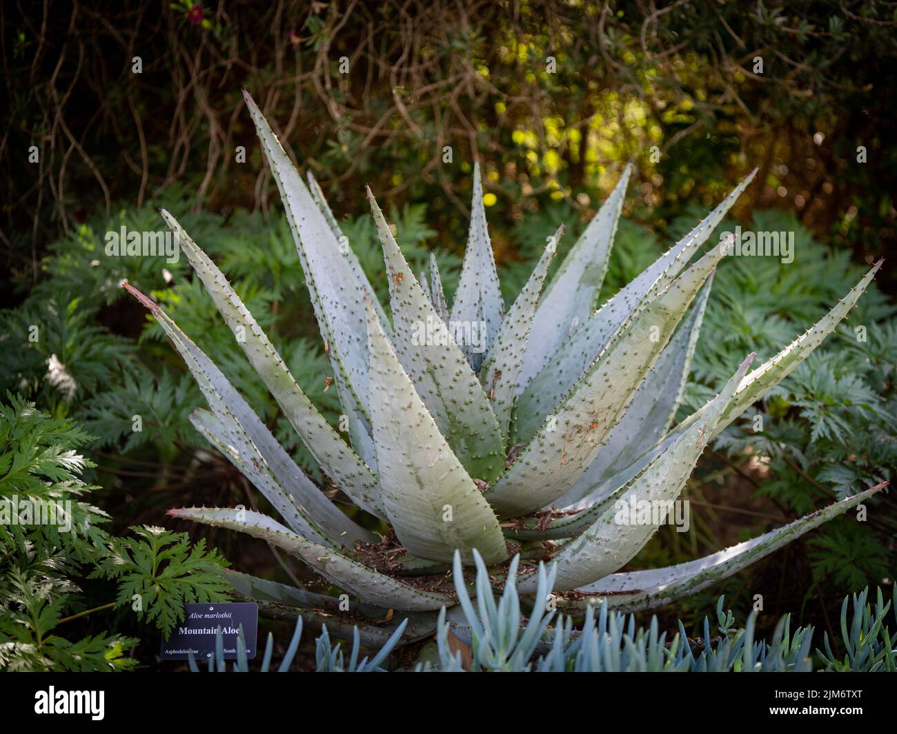 A closeup of an aloe vera plant growing in a garden outdoors surrounded ...