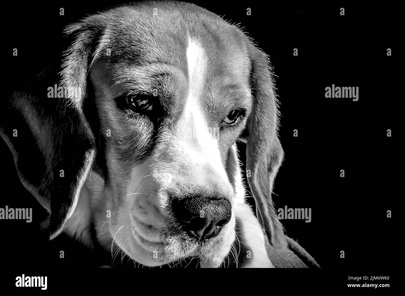 A grayscale portrait of a serious beagle dog against the black ...