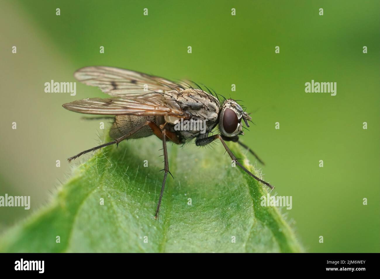 Detailed full body closeup on a Phaonia fuscata fly against a green ...