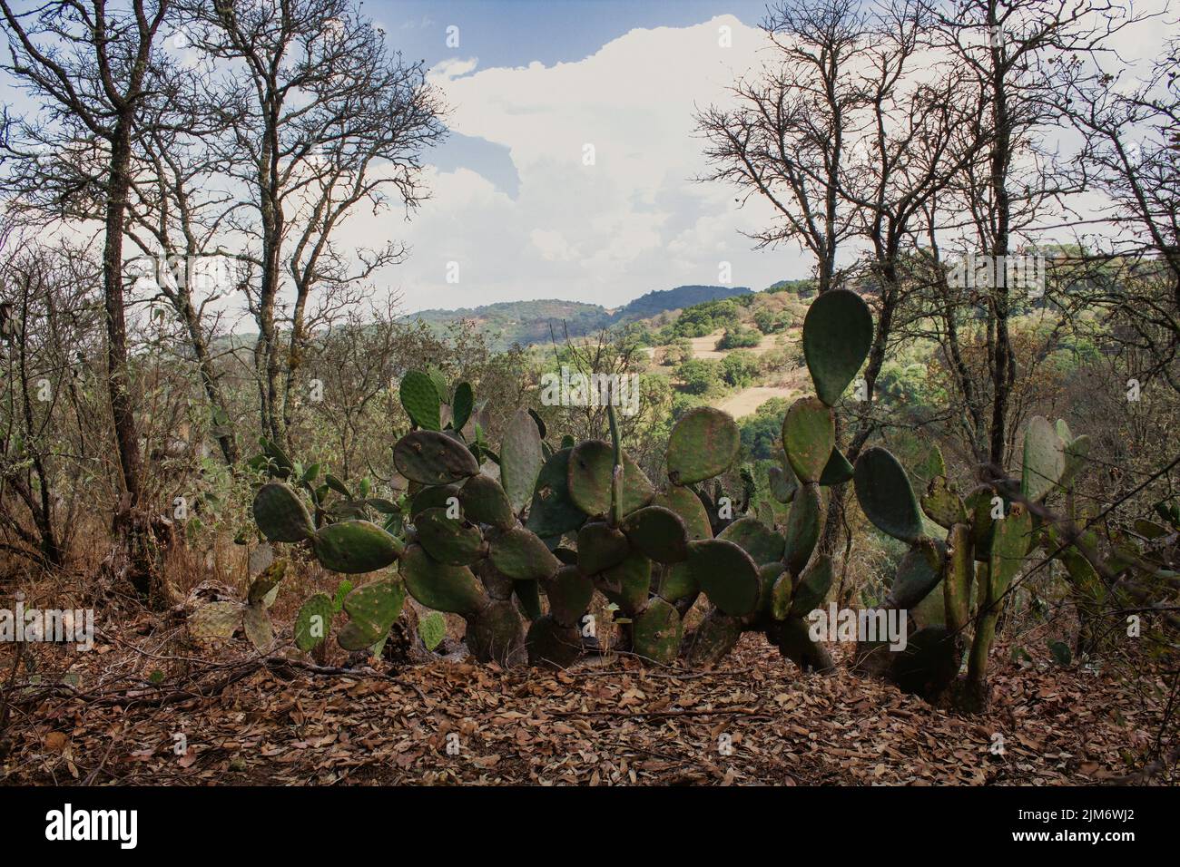 Nopal bush hi-res stock photography and images - Alamy