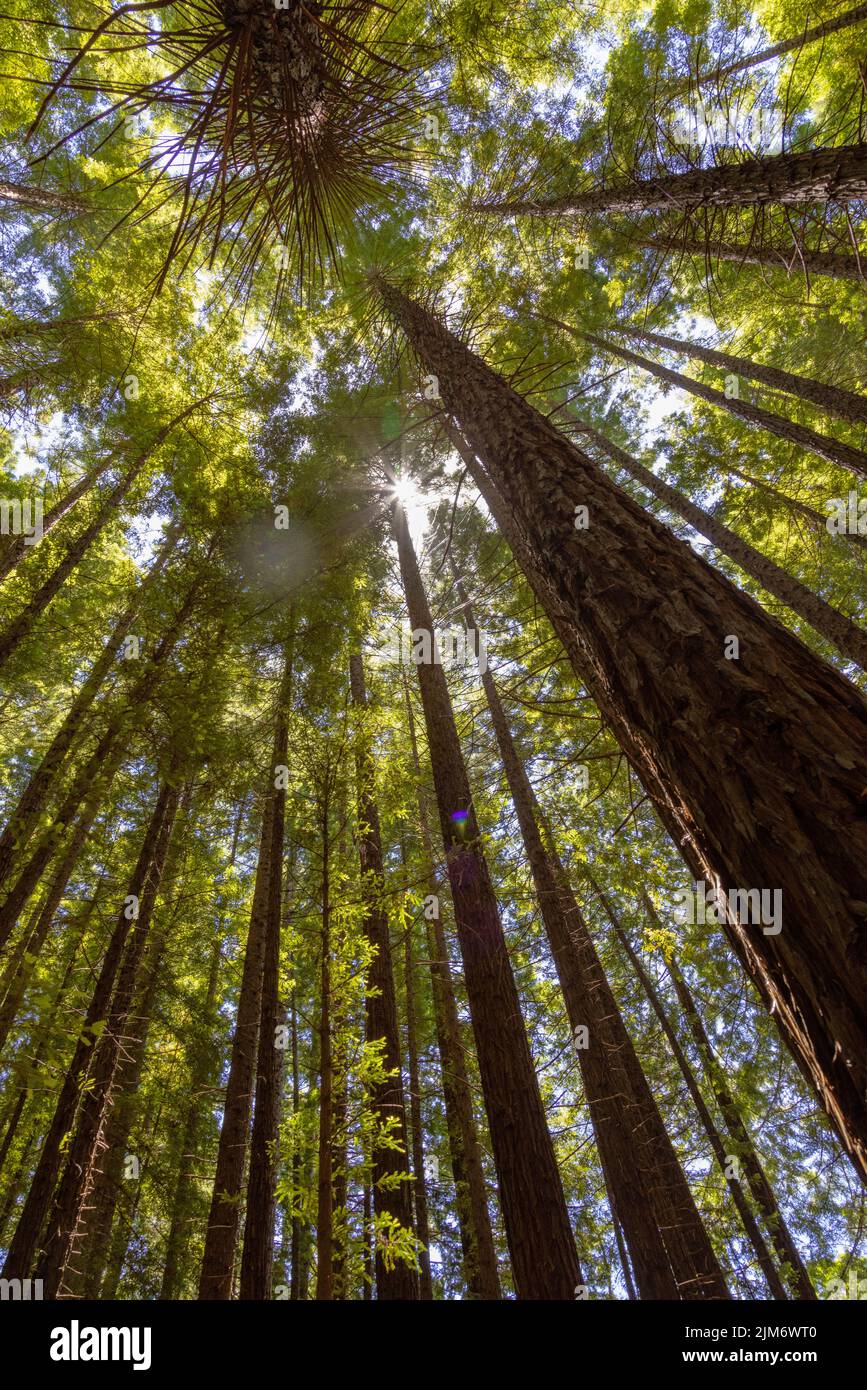 A low angle shot of tall tree trunks with sunlight in the redwood ...
