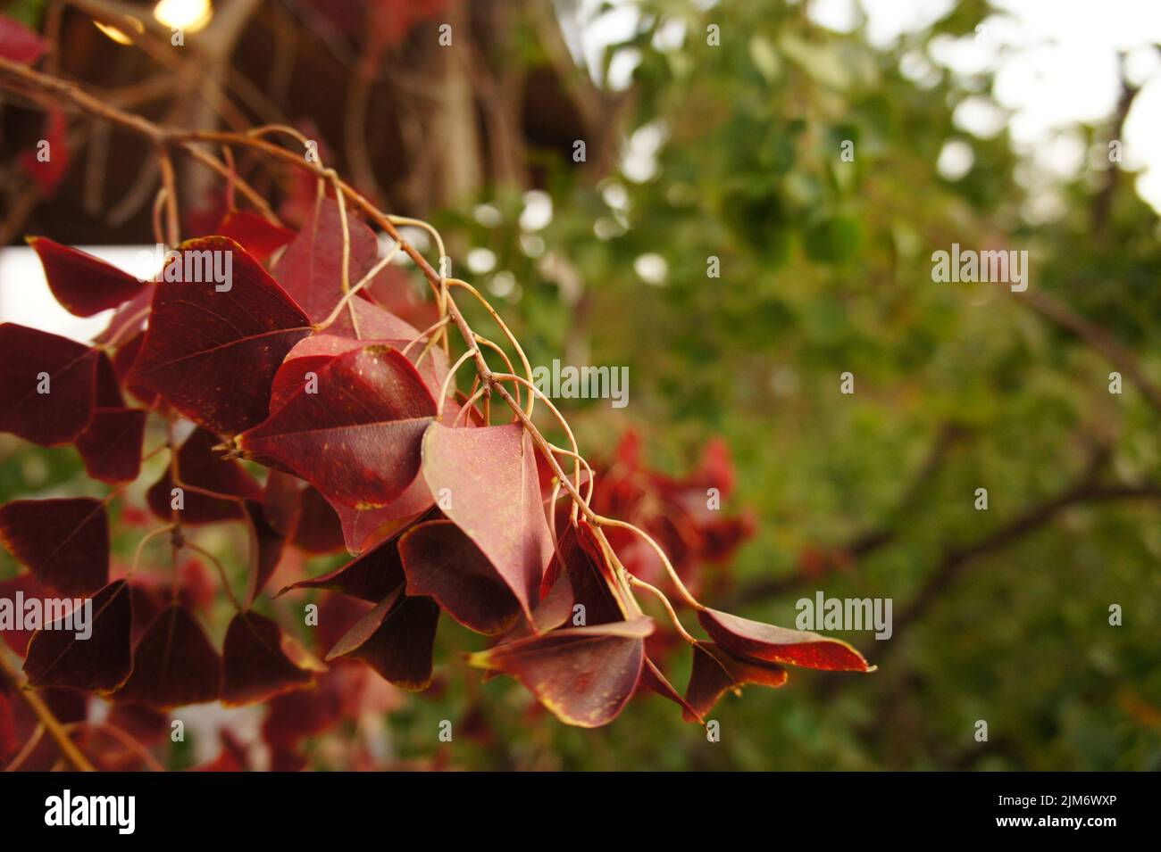 Chinese tallow autumn hi-res stock photography and images - Alamy