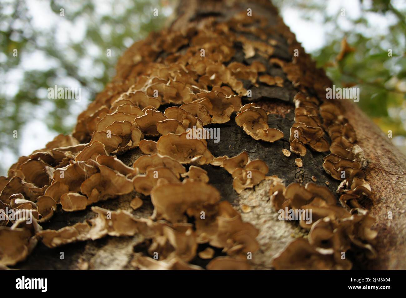 A low angle shot of a crowded parchment fungus on a tall tree in the ...