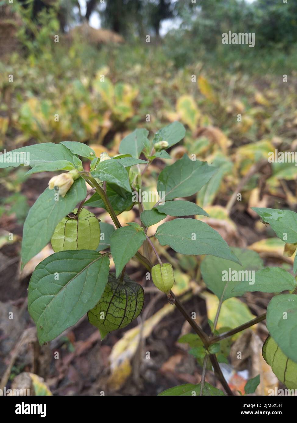 Ciplukan or Physalis Angulata, one of the wild plants that effectively ...