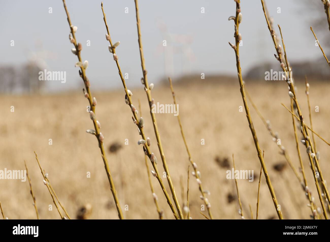 Salix discolor hi-res stock photography and images - Alamy