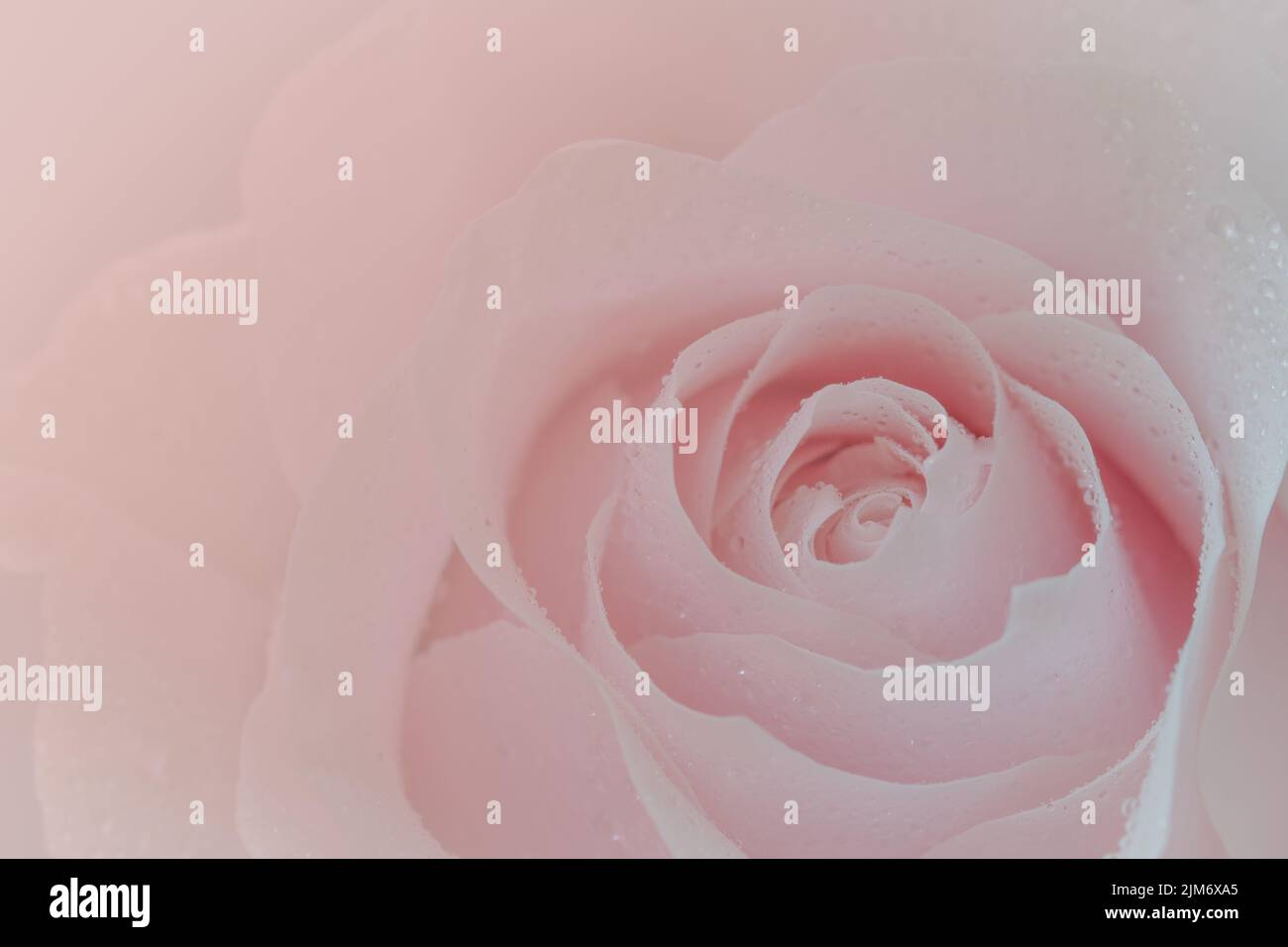 Rose blur background hi-res stock photography and images - Alamy