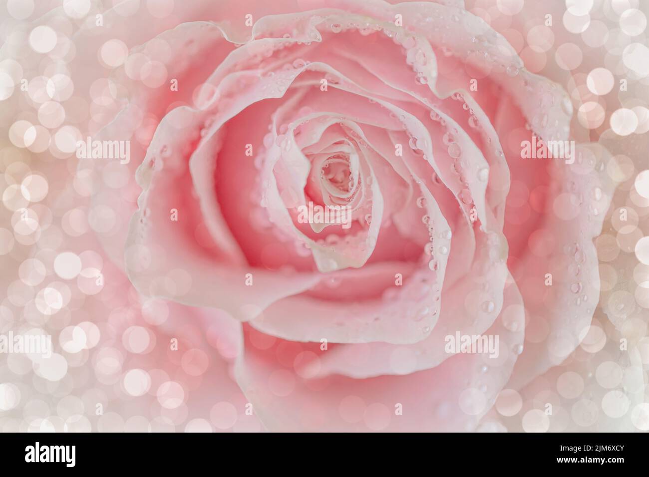 Creamy bokeh background hi-res stock photography and images - Alamy
