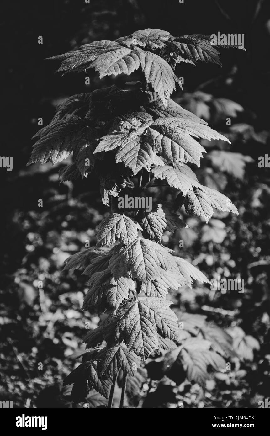 a vertical shot of leaves on blurred background in grayscale Stock ...