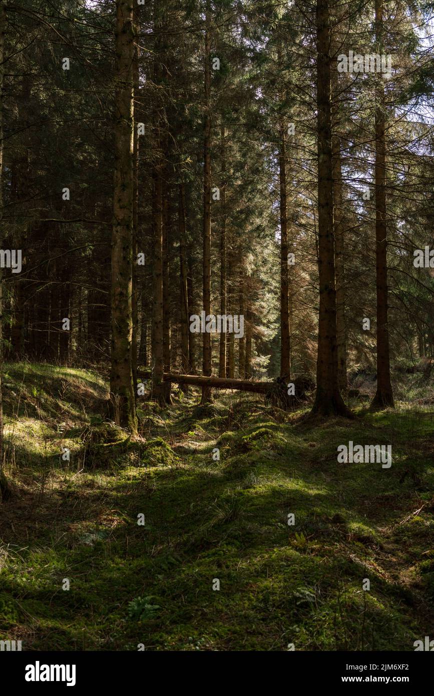 A vertical shot of the Scottish Borders Woodland Forest with rays of ...