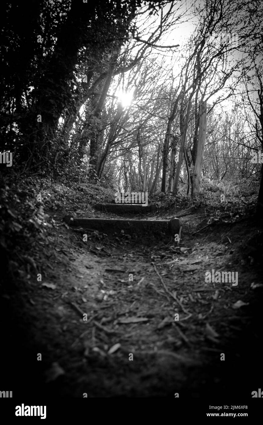 a low angle shot of a small path in woods in grayscale Stock Photo - Alamy