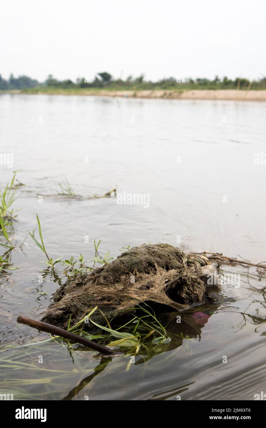 Some objects in the bank of river makes the mosses stuck into it and ...