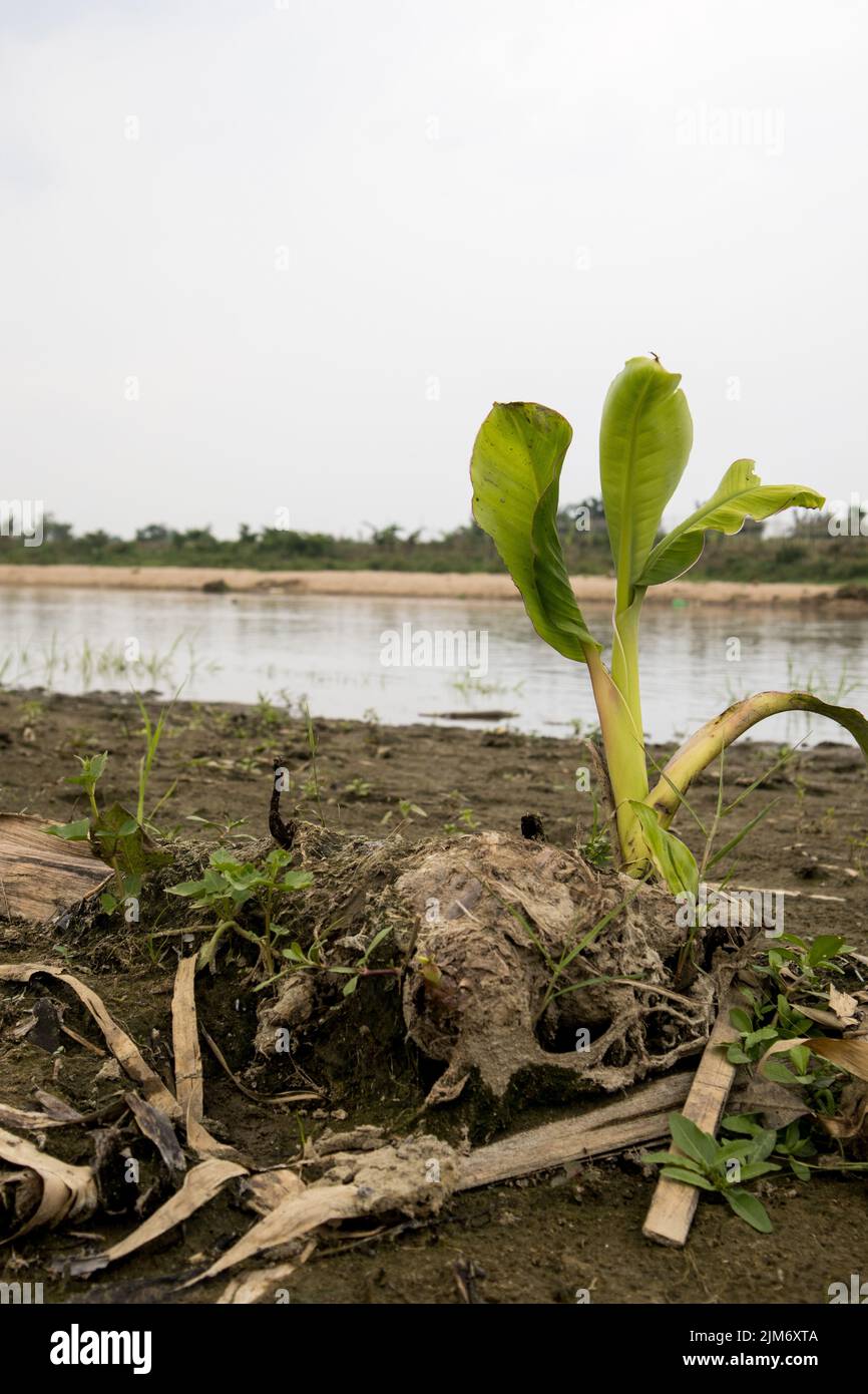 Banana tree root hi-res stock photography and images - Alamy